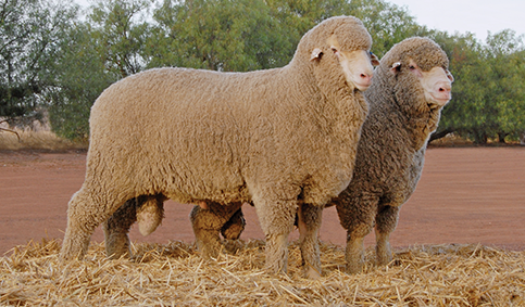 Kolindale | Merino and Poll Merinos