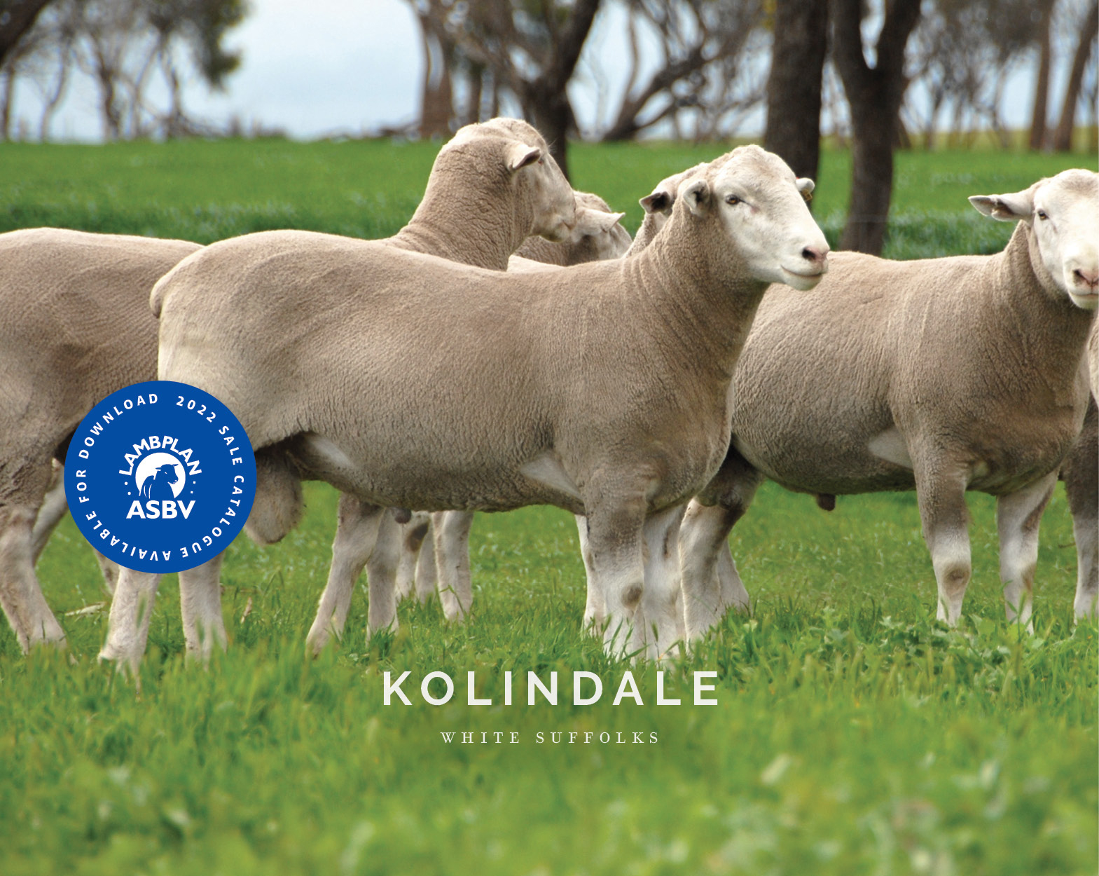 Kolindale | Kolindale Merino, Poll Merino and White Suffolk Stud